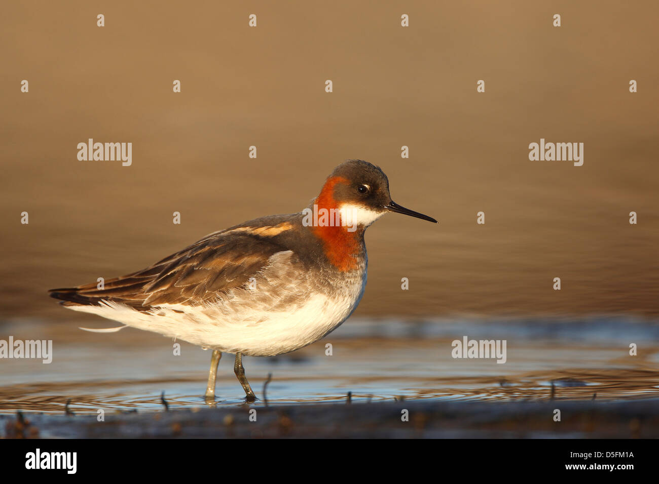 Female Red-necked Phalarope (Phalaropus lobatus) in breeding plumage ...