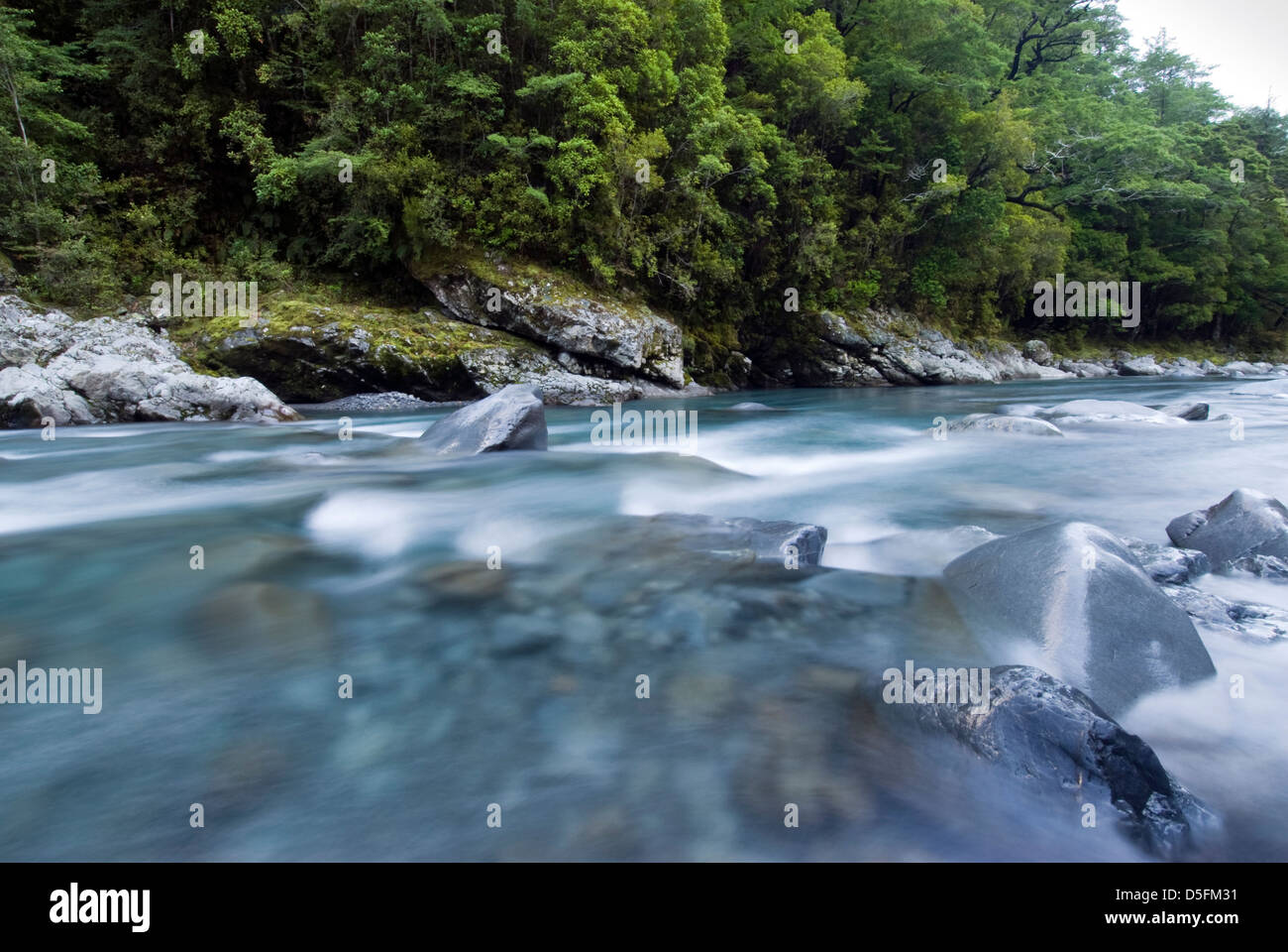 Fast flowing clear blue river, lined with native forest, Milford Sound ...