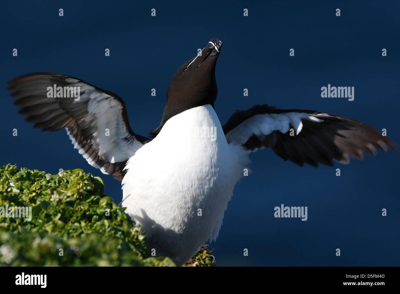 Razorbill (Alca torda) spreading wings Stock Photo - Alamy