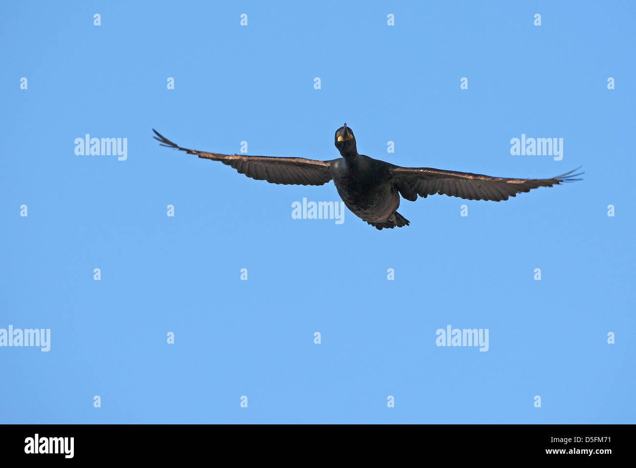 European Shag / Common Shag (Phalacrocorax aristotelis) in flight Stock ...