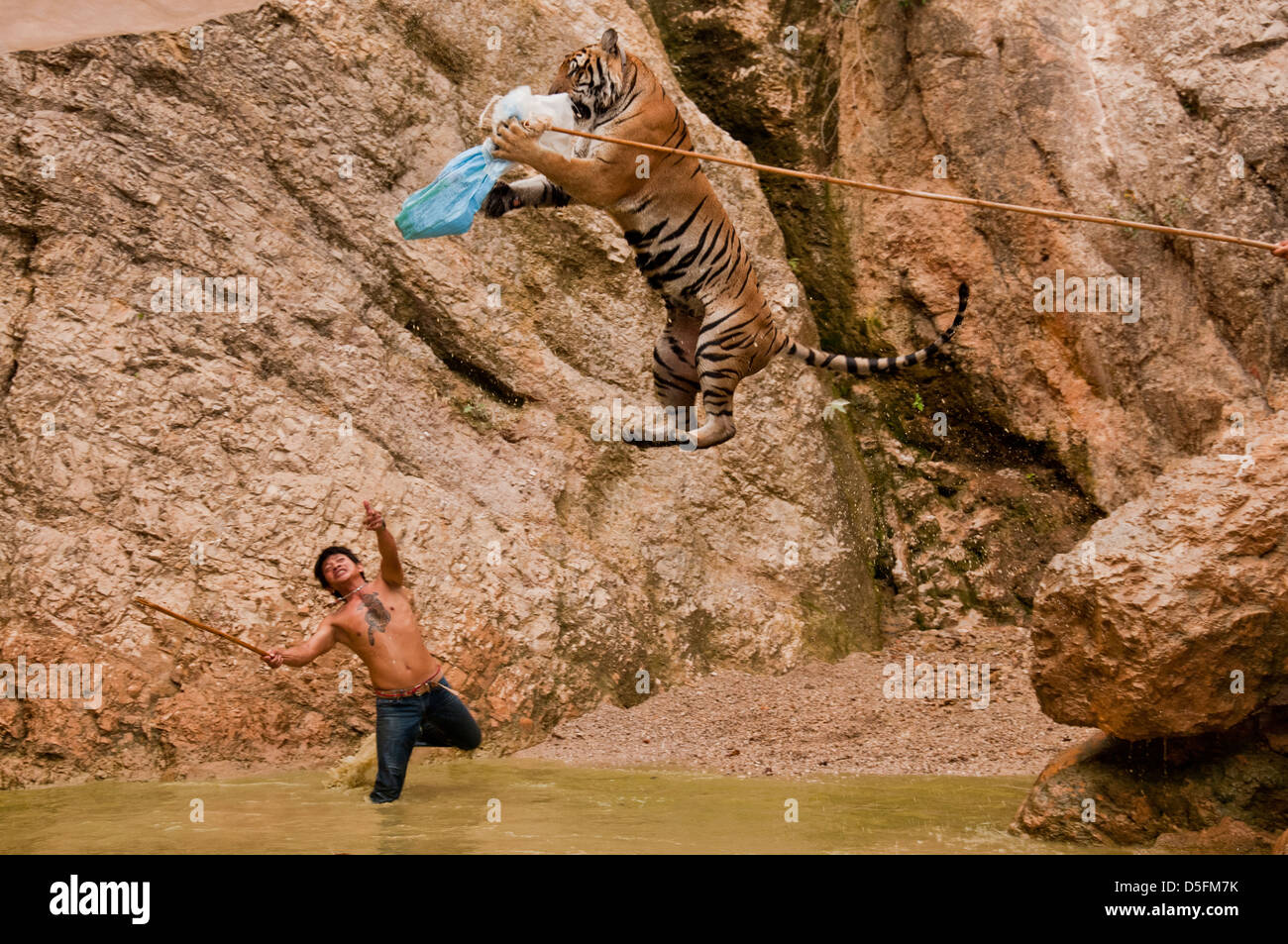 Tiger show - Tiger Temple Thailand Stock Photo - Alamy