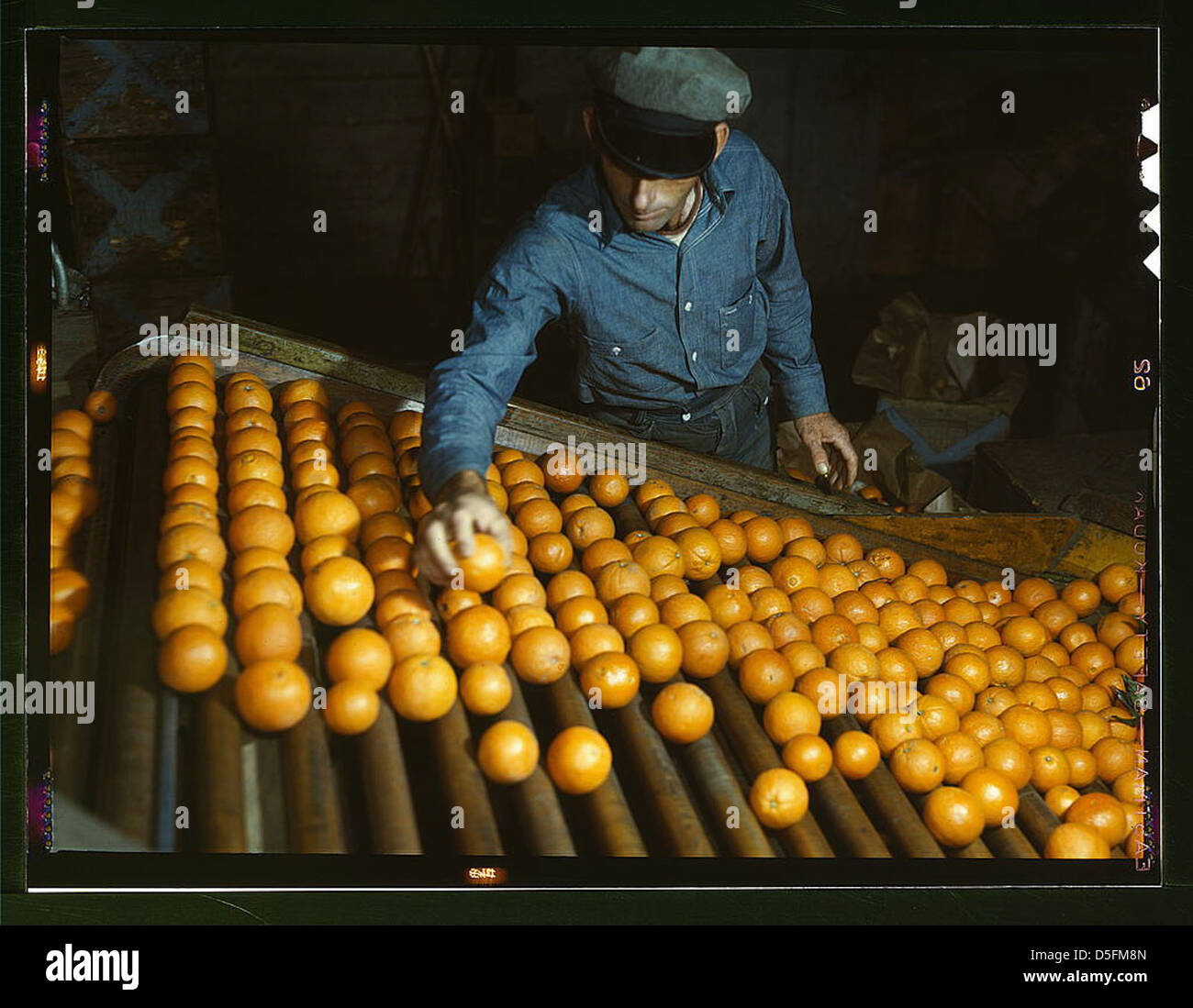 Manual sorting of of oranges fruit hi-res stock photography and images ...