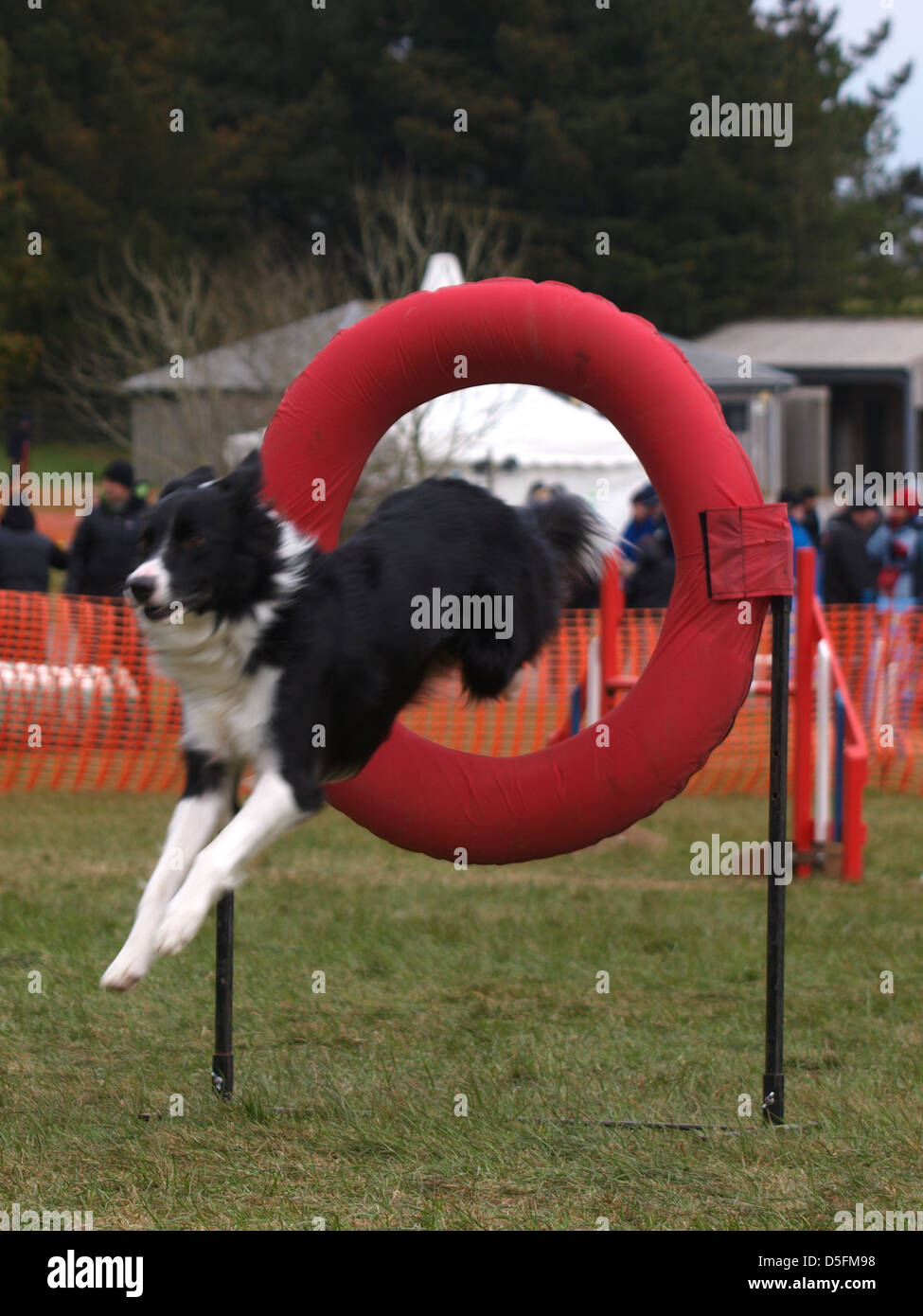 Dog jumping through hoop hi-res stock photography and images - Alamy