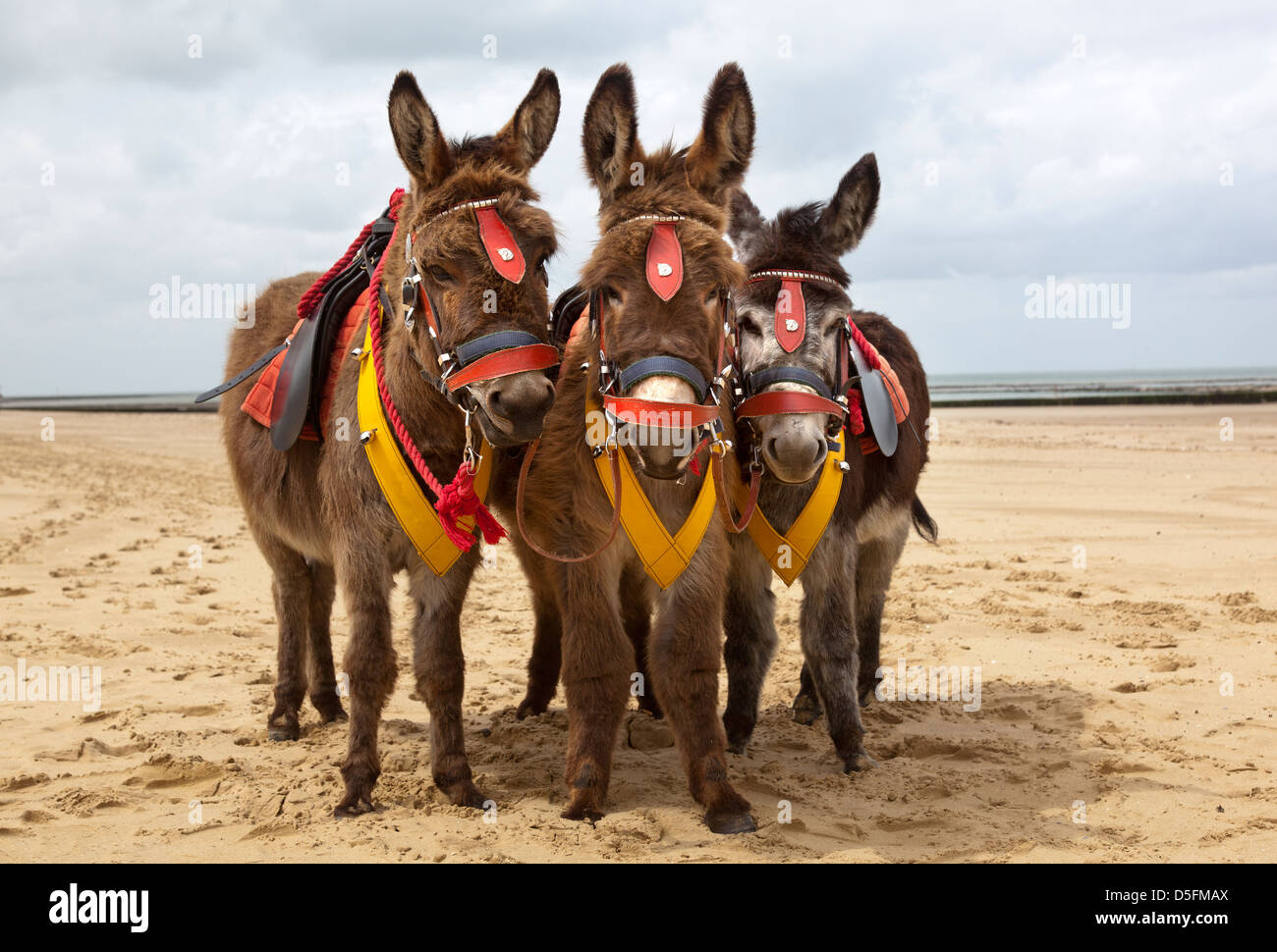 Beach donkeys hi-res stock photography and images - Alamy