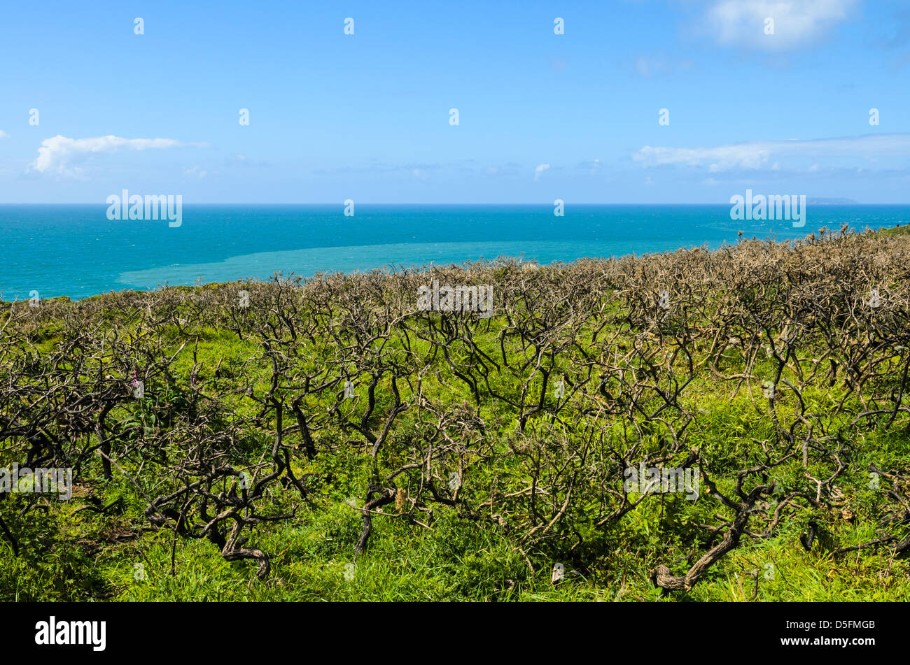 Gorse fire hi-res stock photography and images - Alamy