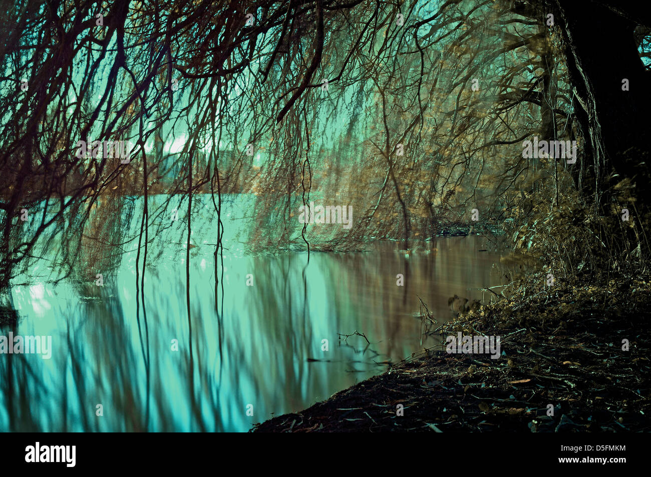 weeping willows over water Stock Photo - Alamy