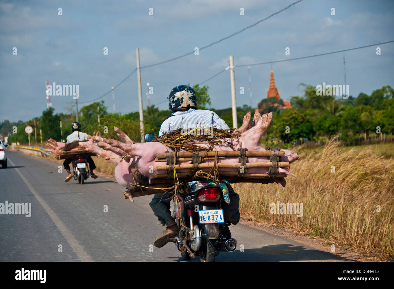 Highway transportation of living pigs hi-res stock photography and ...