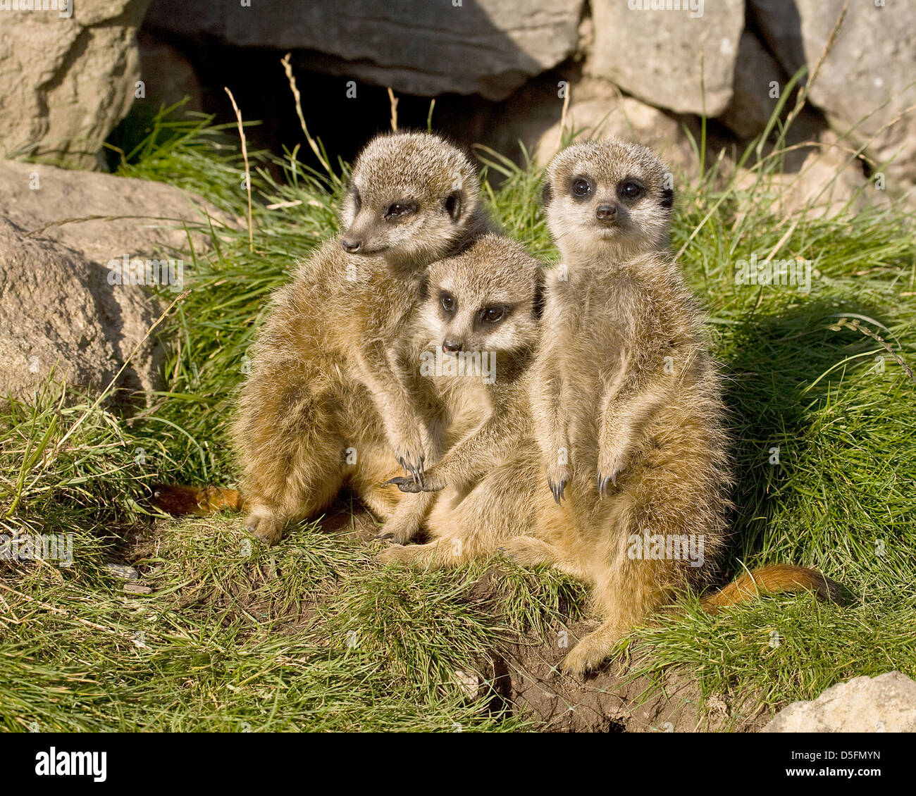 Group meerkats hi-res stock photography and images - Alamy