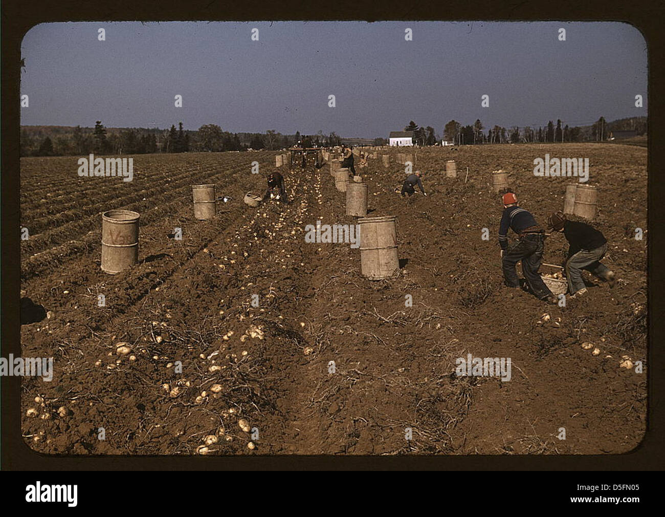 Aroostook county children potato farming hi-res stock photography and ...