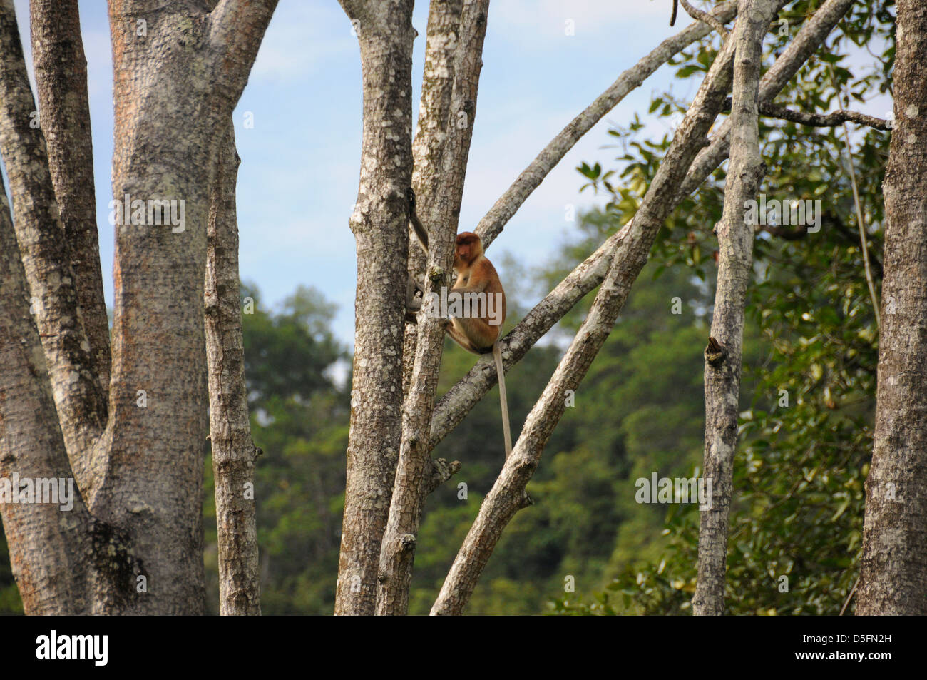 Proboscis monkeys (long-nosed monkey) in the trees near Brunei Capital ...