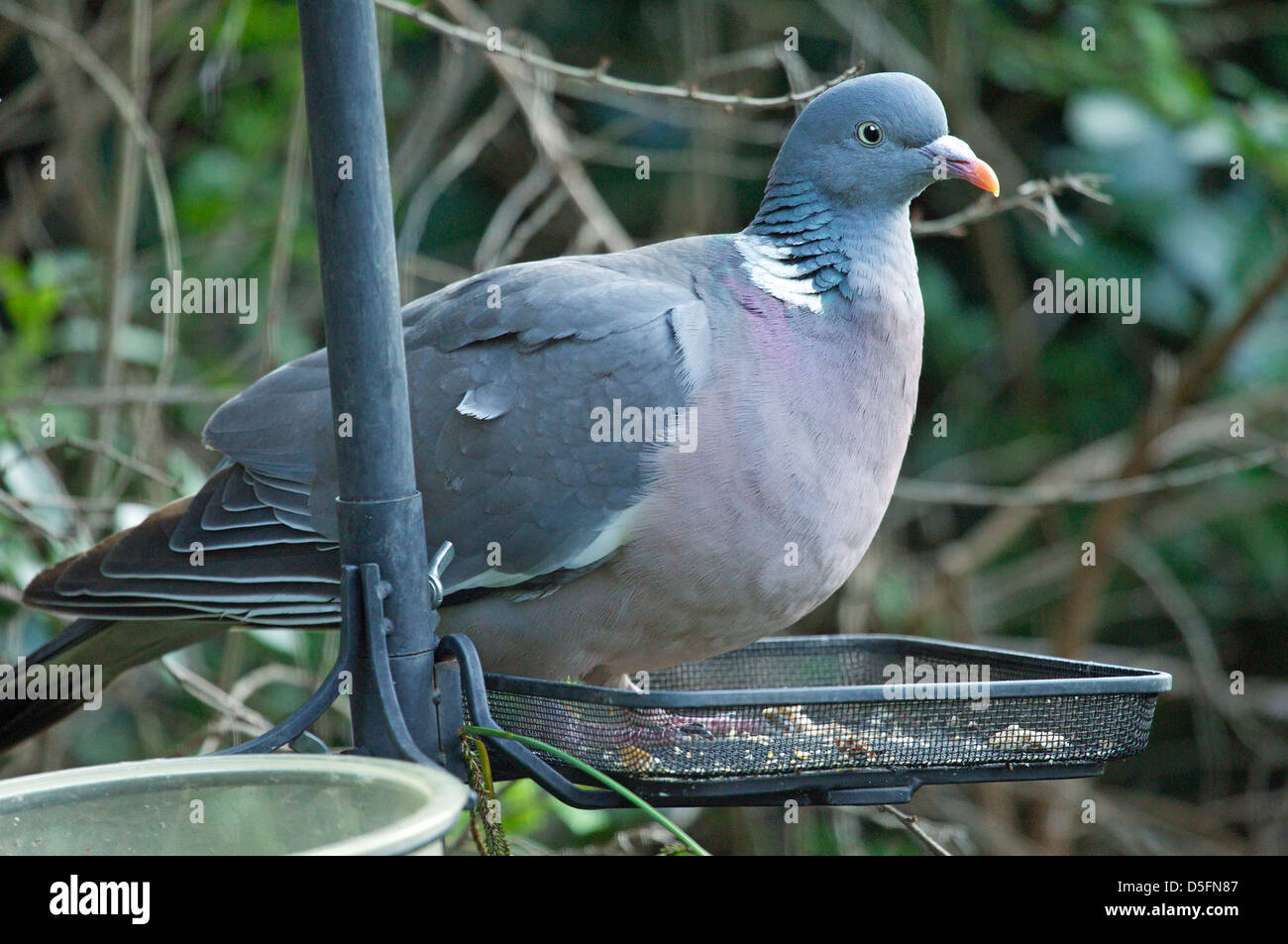 Wood pidgeon bird table hi-res stock photography and images - Alamy