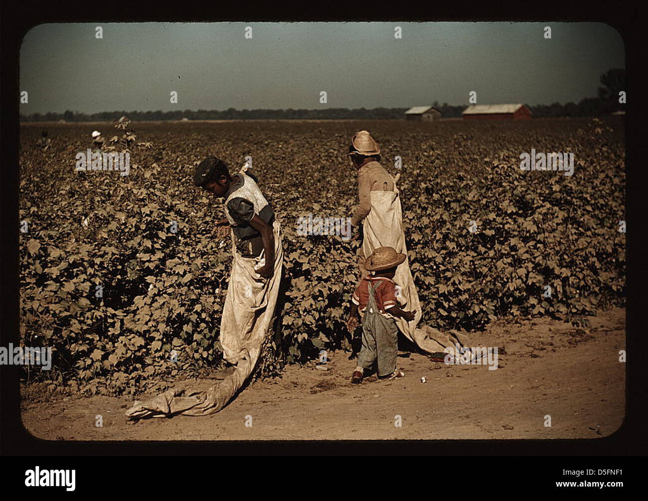 Black farmers picking cotton hi-res stock photography and images - Alamy