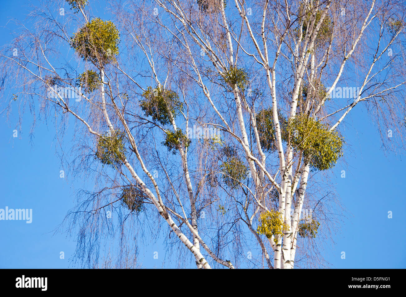 green mistletoe group on birch tree and sky background Stock Photo - Alamy