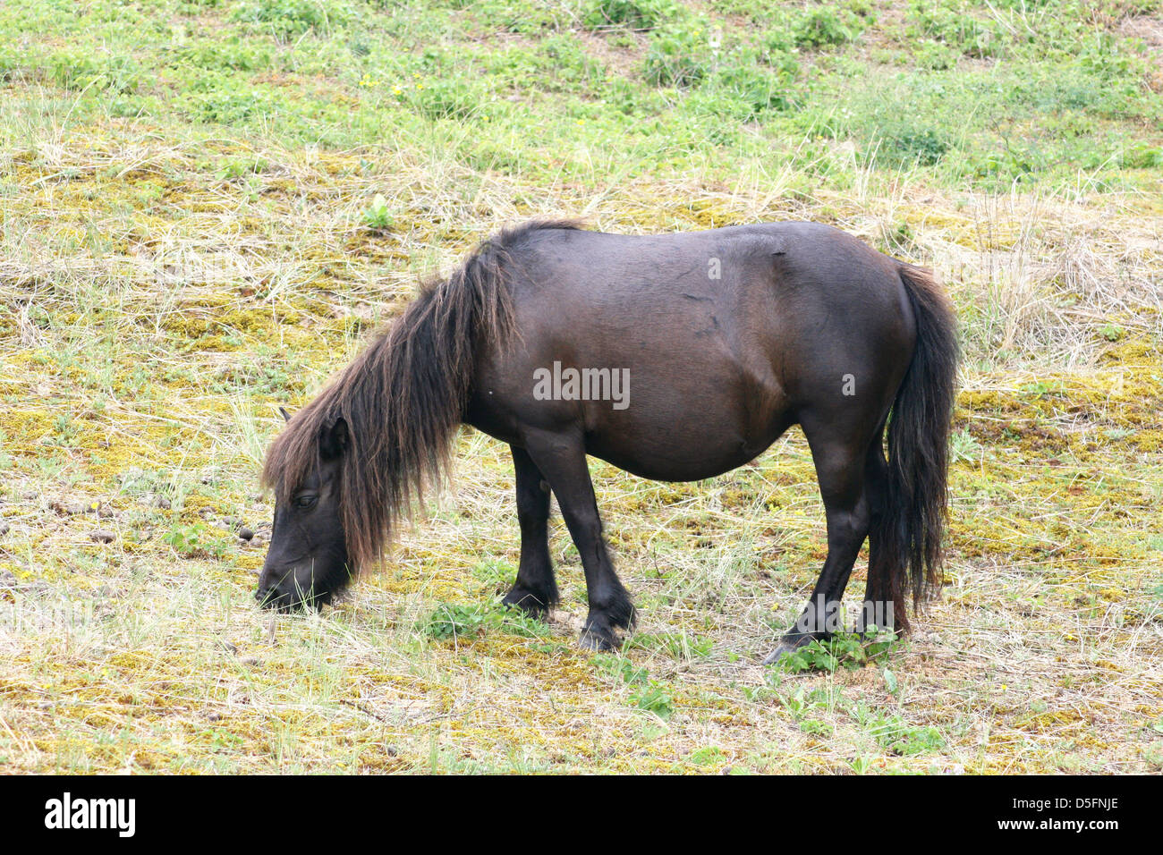 Shetland pony black hi-res stock photography and images - Alamy