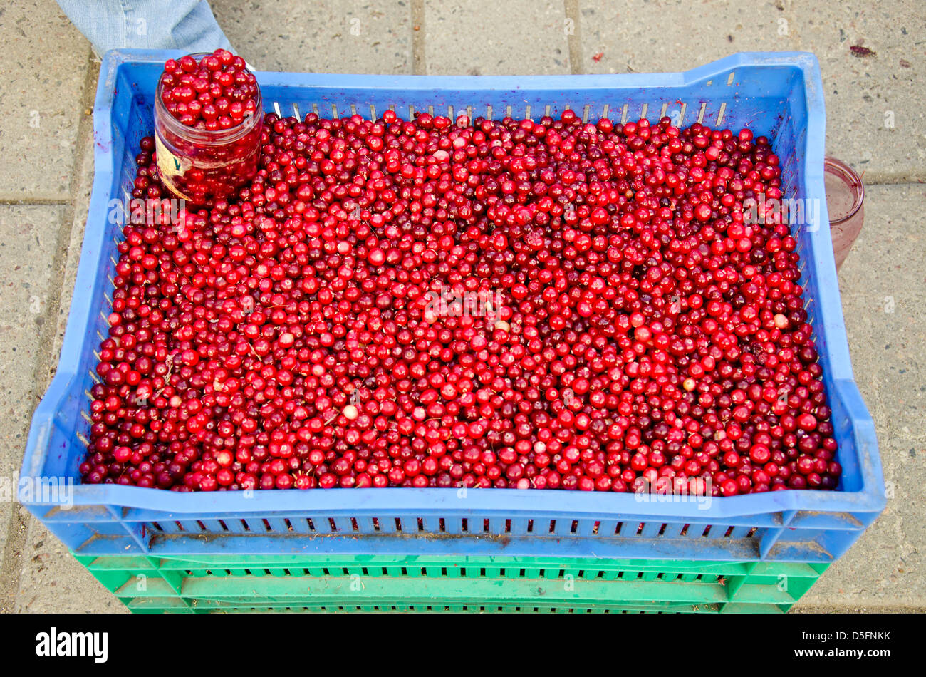 fresh cranberries fruits in market plastic box Stock Photo - Alamy
