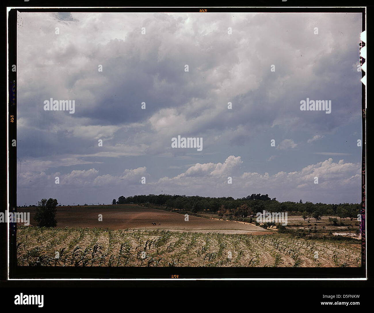 A photograph of a corn field in Greene County, Georgia, showcasing ...