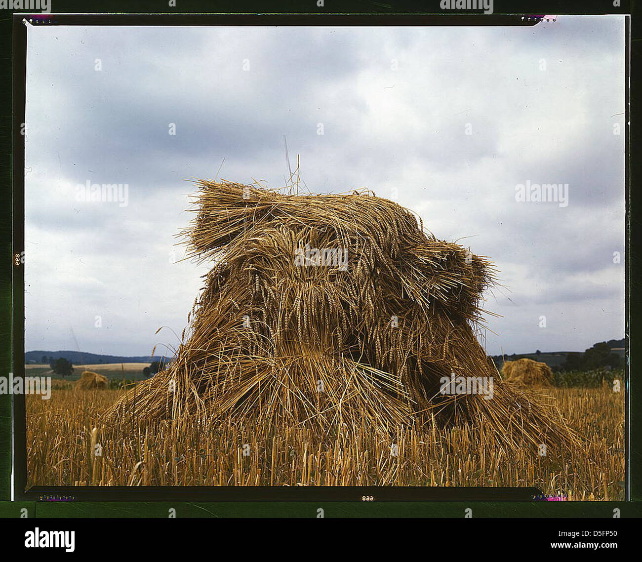Wheat, Pennsylvania (LOC Stock Photo - Alamy