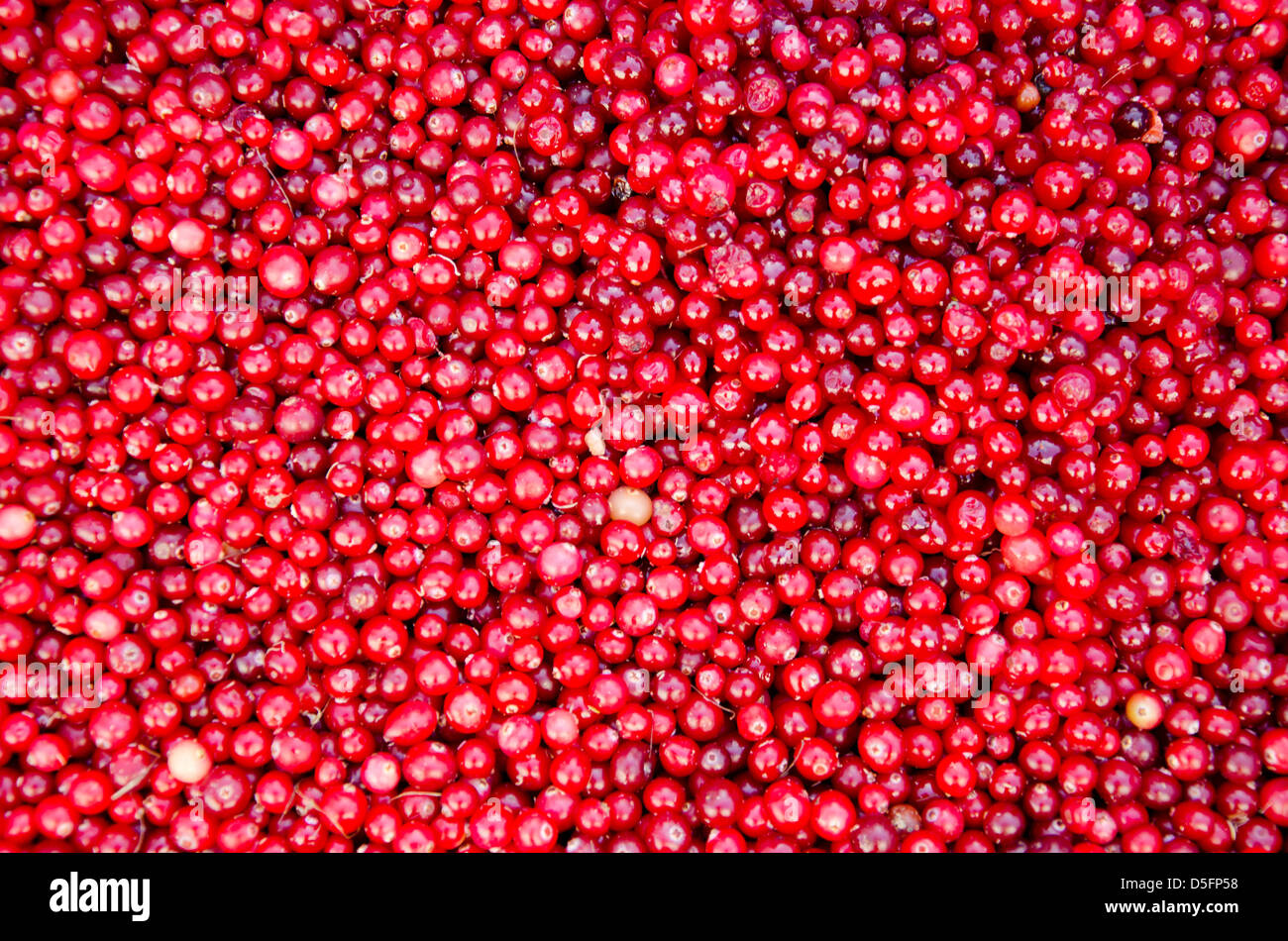 red fresh cranberry background and texture Stock Photo - Alamy