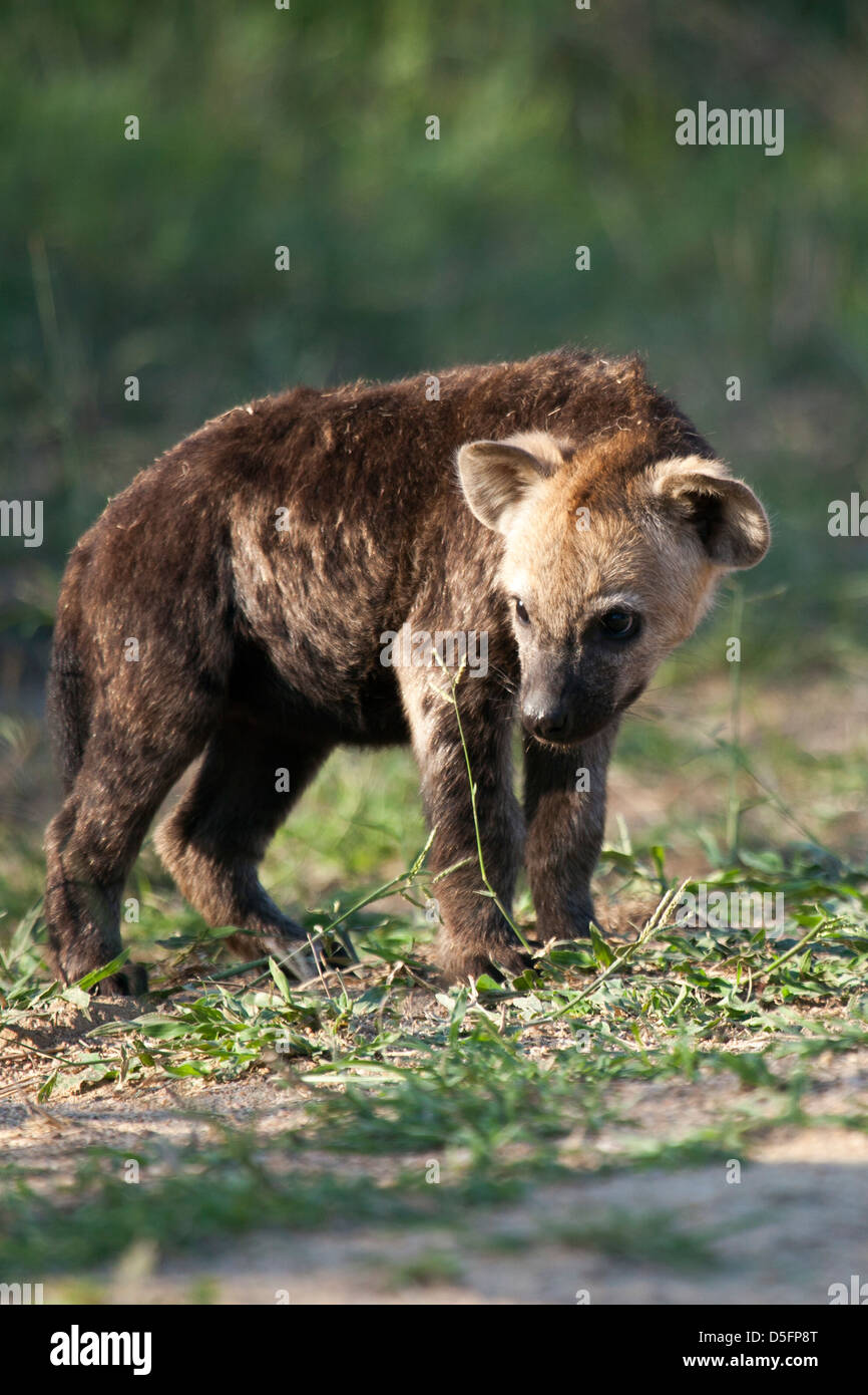 Baby hyena hi-res stock photography and images - Alamy