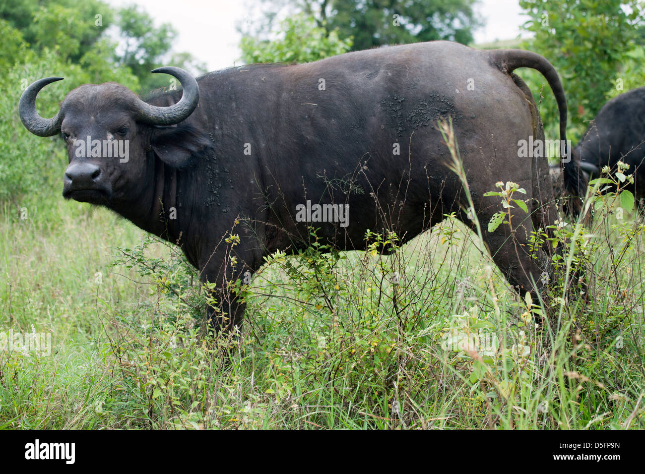 Wild ferocious hi-res stock photography and images - Alamy