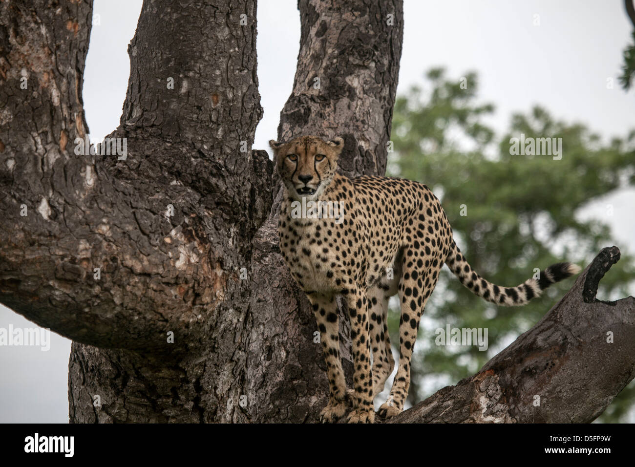 Cheetah tree hi-res stock photography and images - Alamy