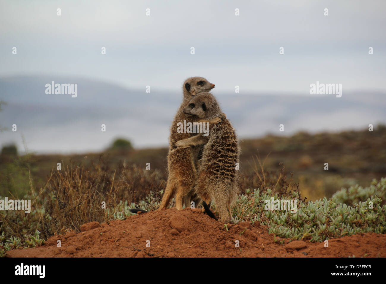 Simples hi-res stock photography and images - Alamy