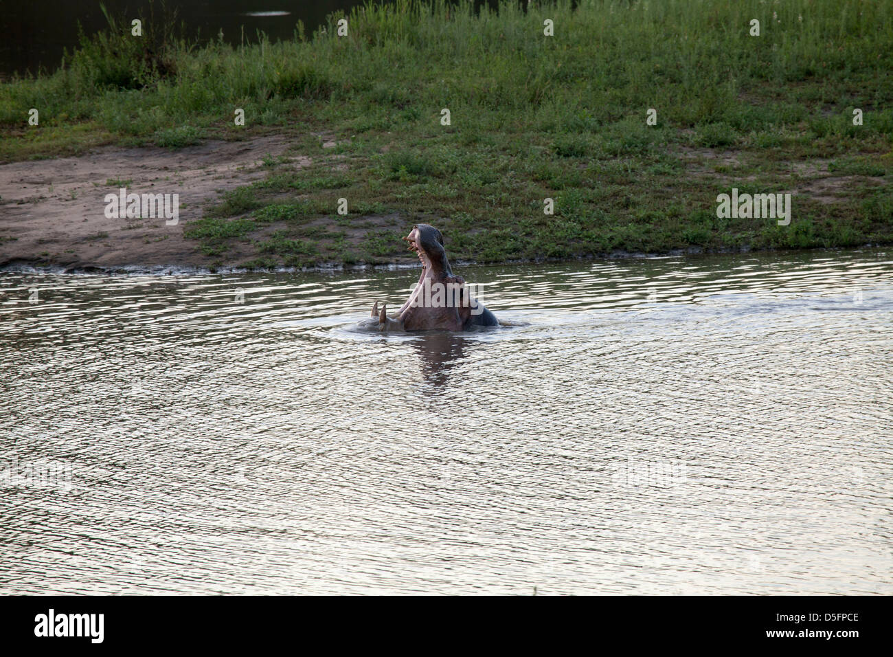 African hippo in river Stock Photo - Alamy