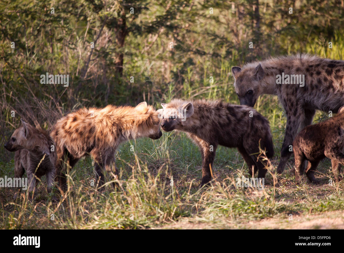 Cubs fighting hi-res stock photography and images - Alamy
