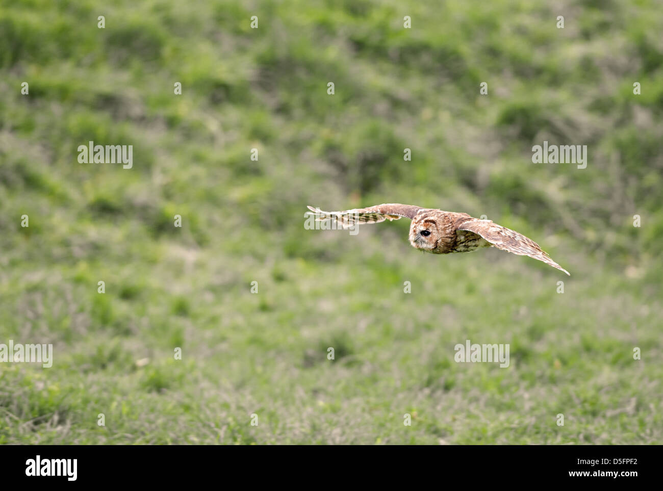 Strix uk hi-res stock photography and images - Alamy