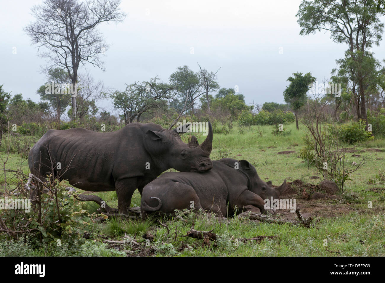 Two playful rhinos Stock Photo - Alamy