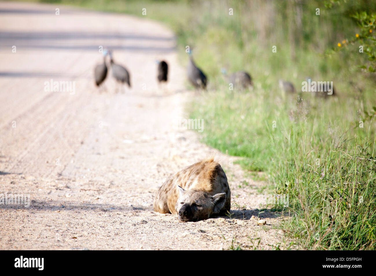 Hyena sleeping hi-res stock photography and images - Alamy
