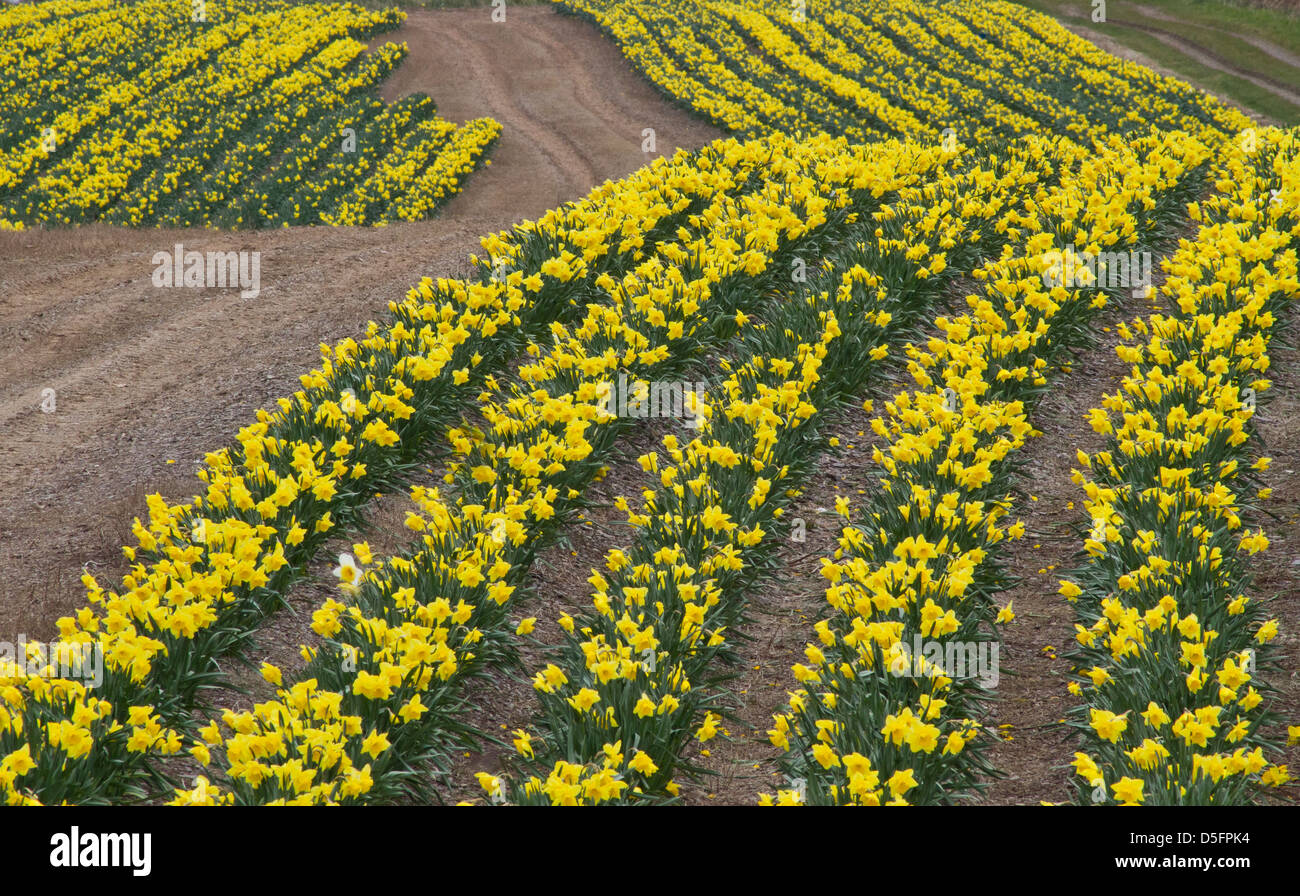 Field of Daffodils Stock Photo - Alamy
