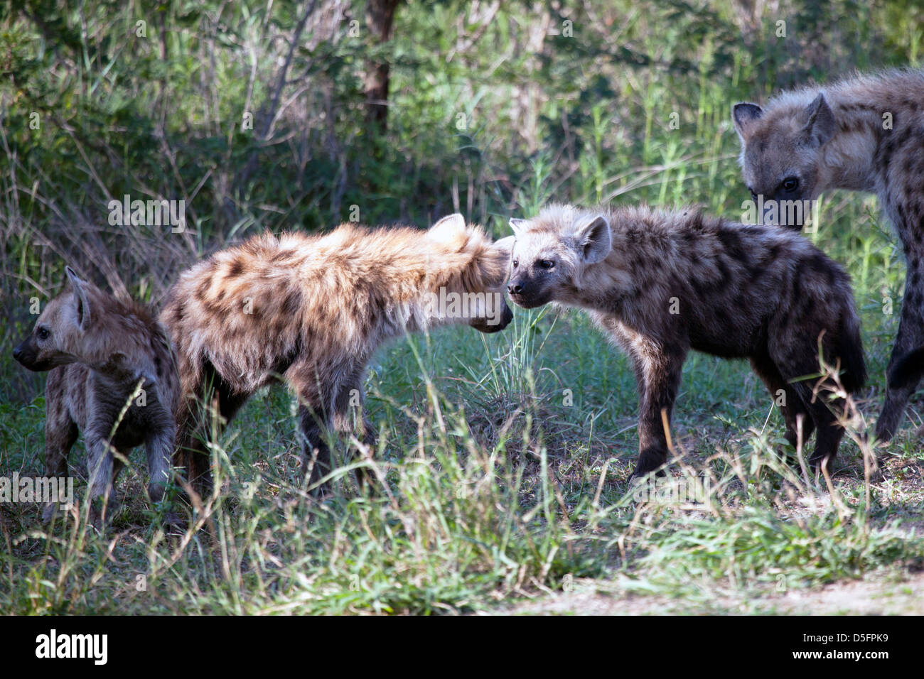 Hyenas fighting hi-res stock photography and images - Alamy