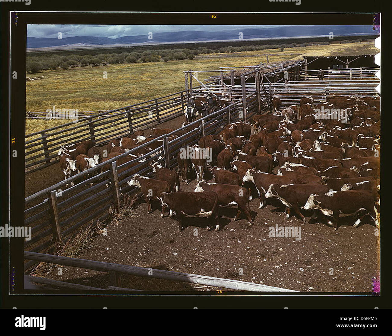1940s Corral High Resolution Stock Photography and Images - Alamy