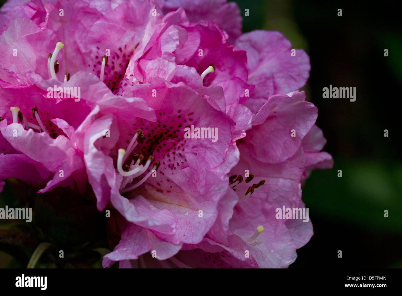 Large pink rhododendron hi-res stock photography and images - Alamy