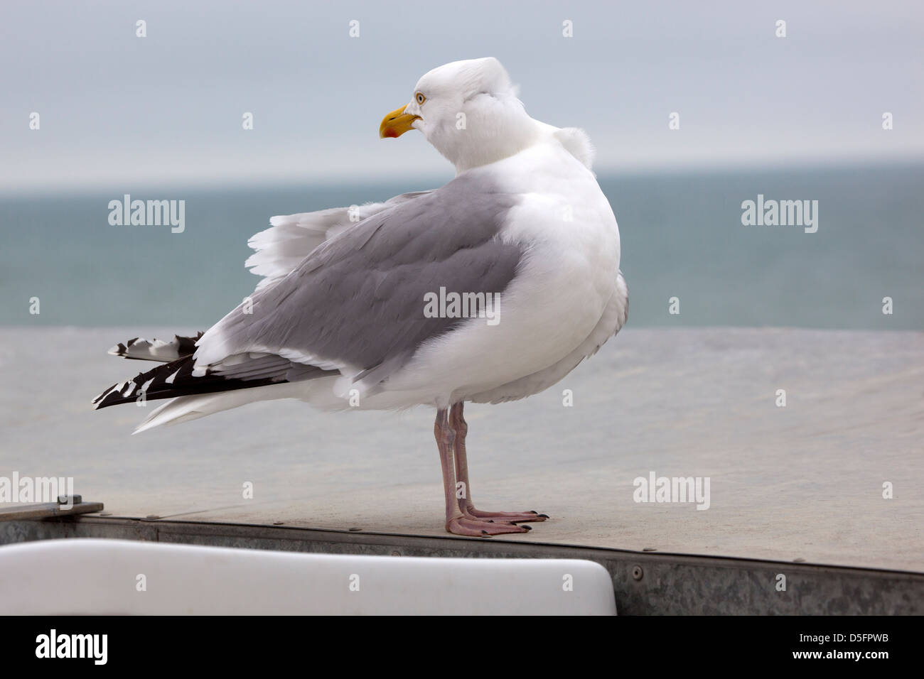 Herring Gull being blown by the wind Stock Photo - Alamy