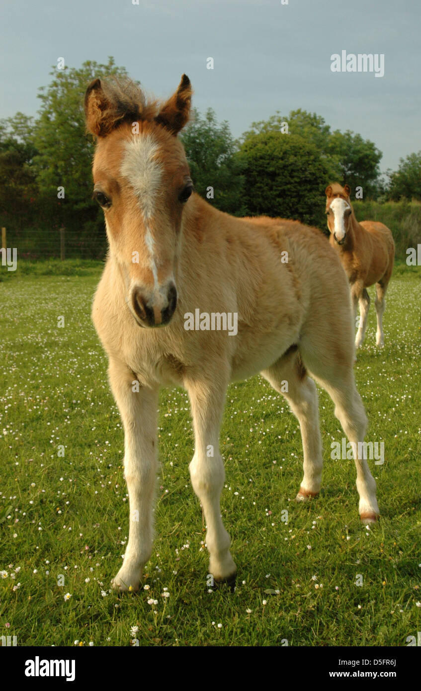 two foals in a field Stock Photo - Alamy