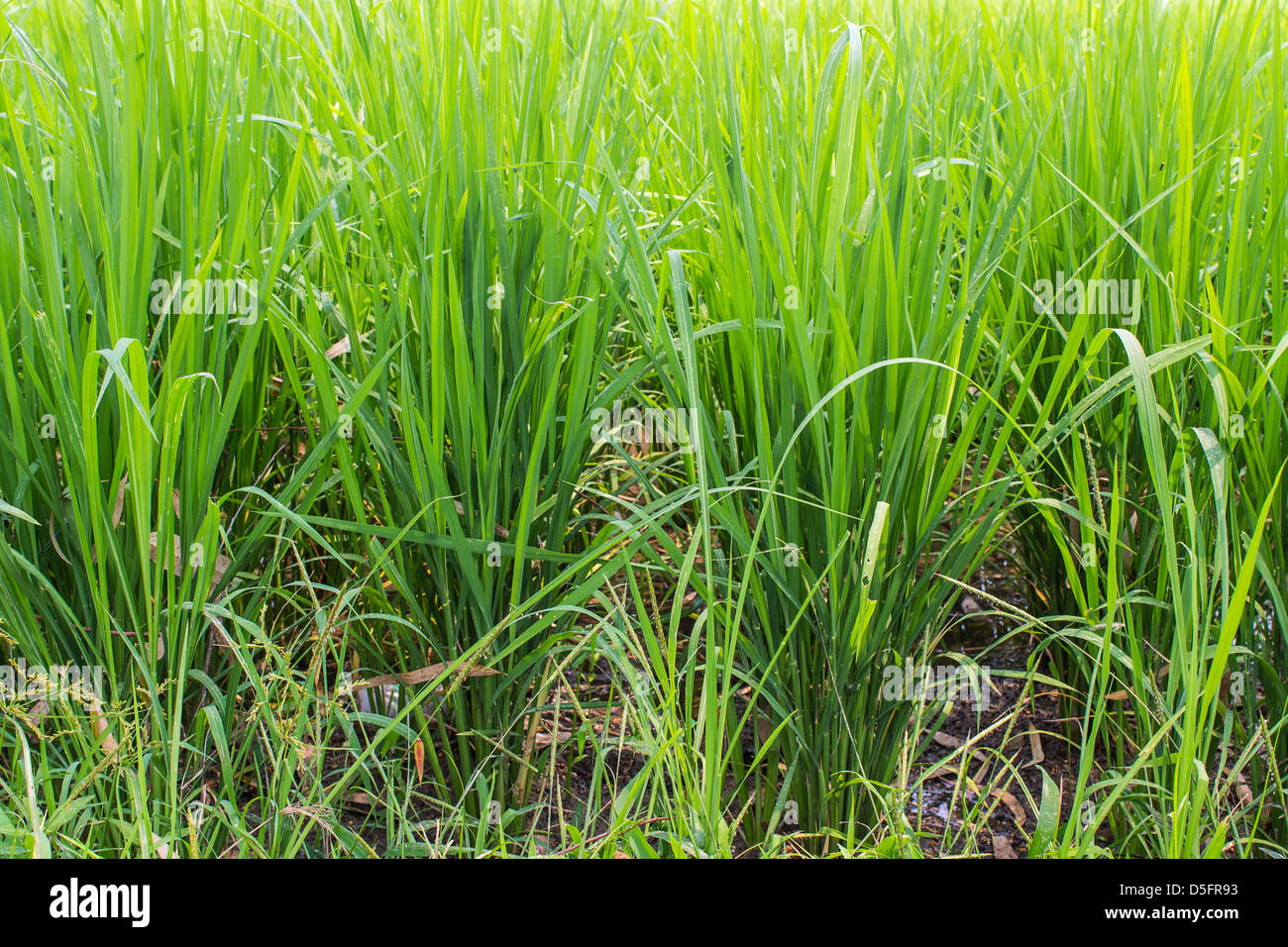 Clump of rice Stock Photo - Alamy