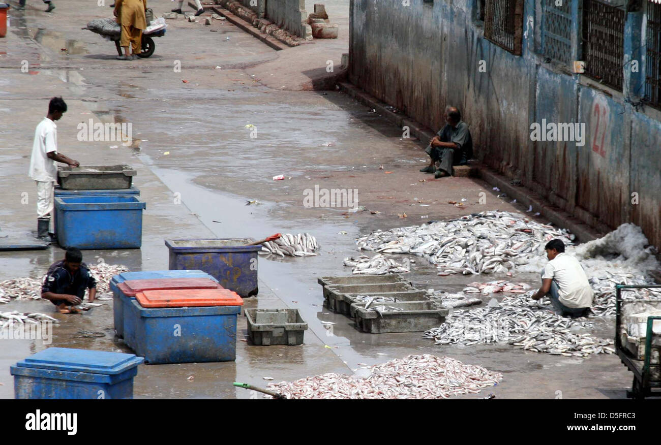 KARACHI, PAKISTAN, MAR 26: Laborers busy in clean work of fishes to ...