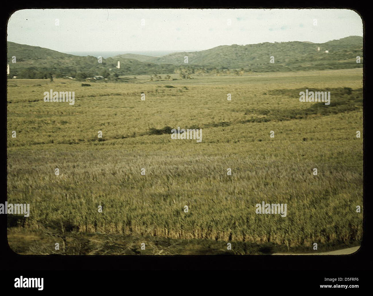 A photograph of sugar cane fields in the Yabucoa Valley, Puerto Rico ...