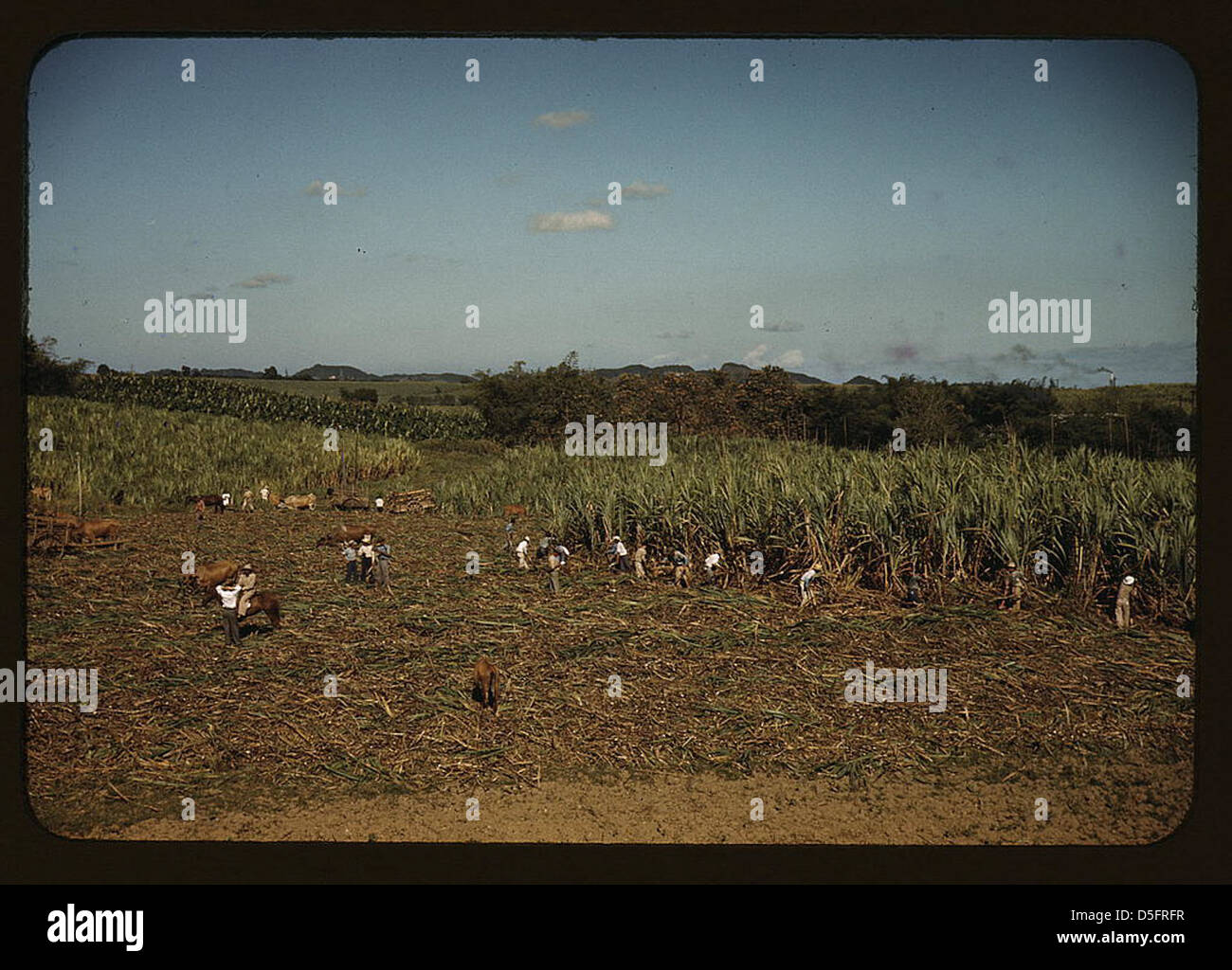 Jack delano puerto rico rio piedras sugar cane boricua dc hi-res stock ...