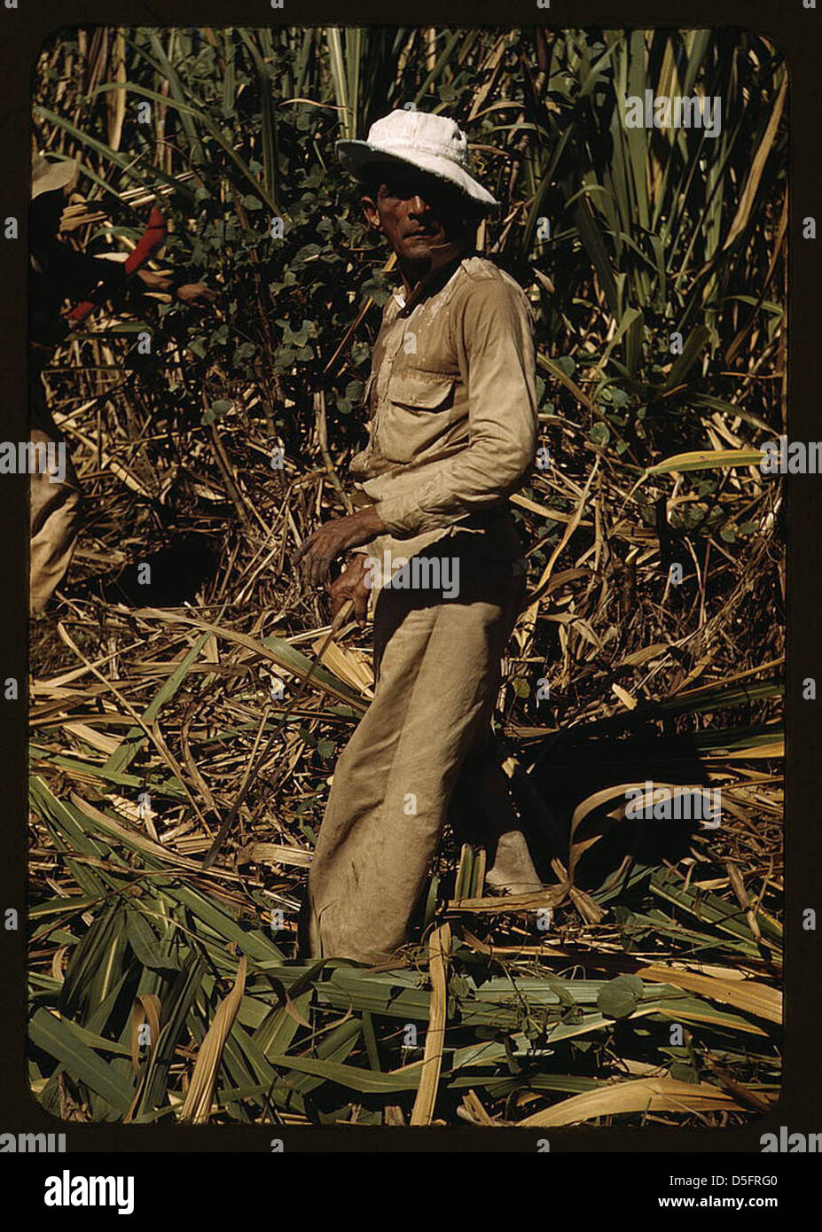Sugar cane plantation puerto rico hi-res stock photography and images ...