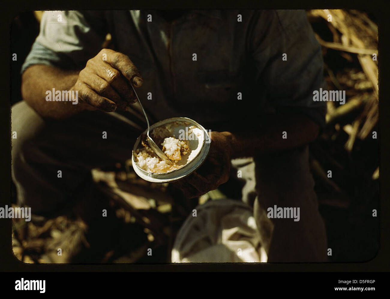 A sugar worker on a plantation near Guanica, Puerto Rico, is shown with ...