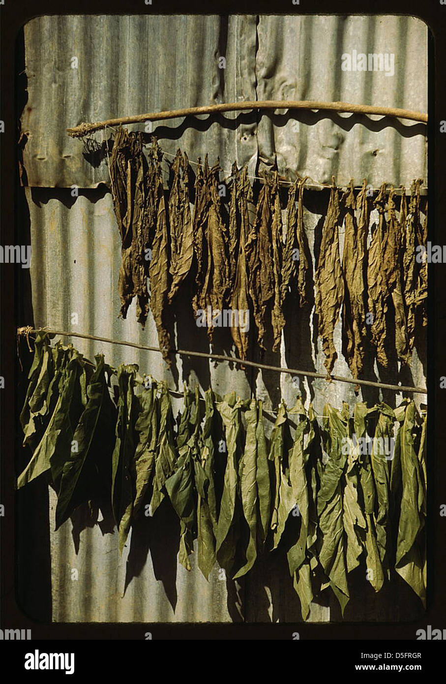 A 1942 photograph showing the process of stringing tobacco leaves ...