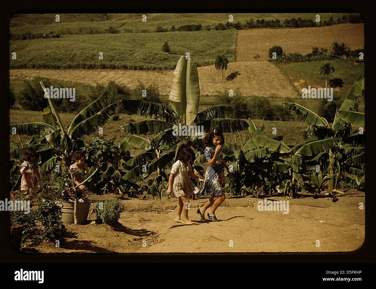 Children living on a farm in Puerto Rico, circa 1941-1942, are shown in ...
