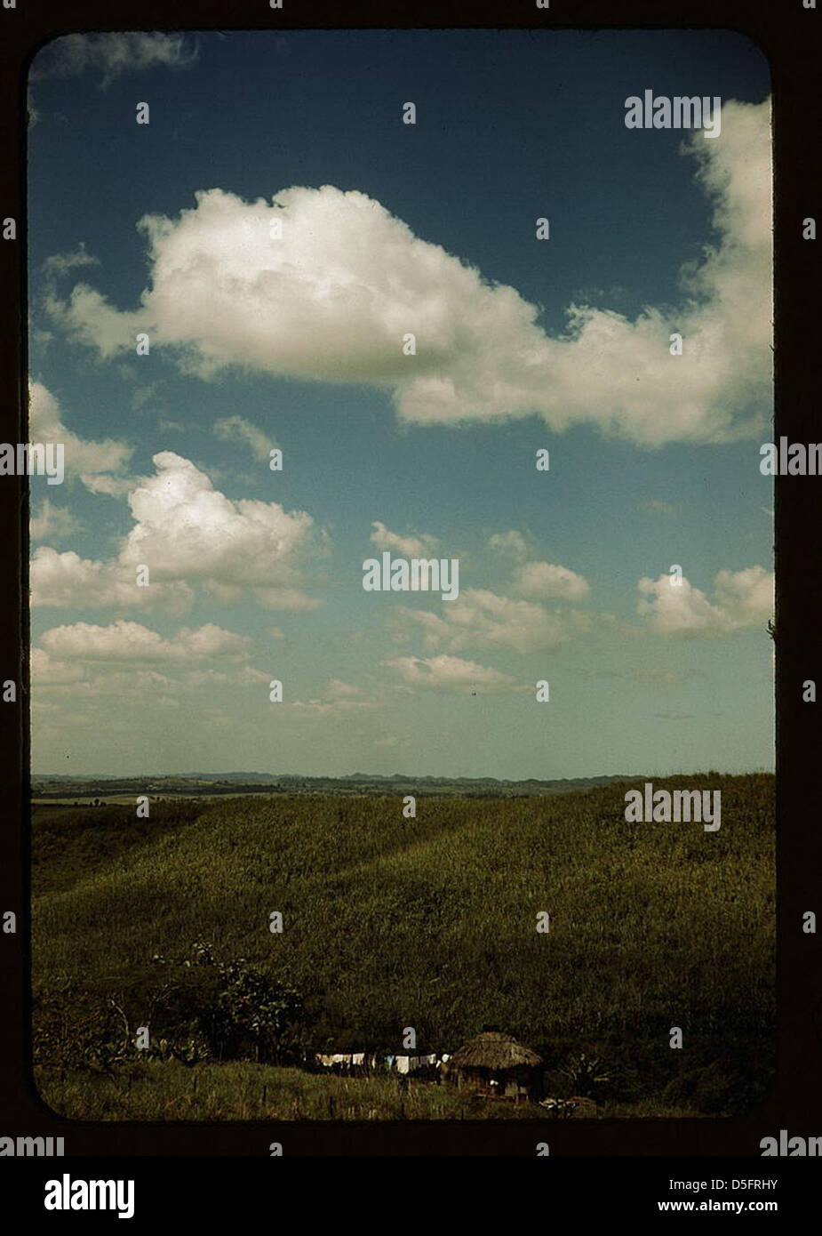 A 1941 image of sugar cane fields near Rio Piedras, Puerto Rico. The ...