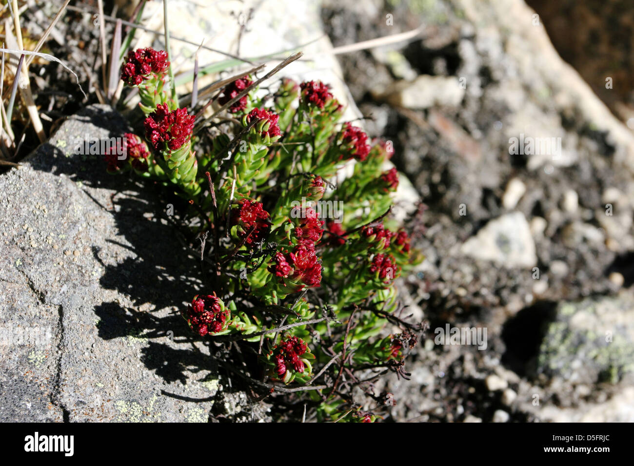 Alpine himalayan plant hi-res stock photography and images - Alamy