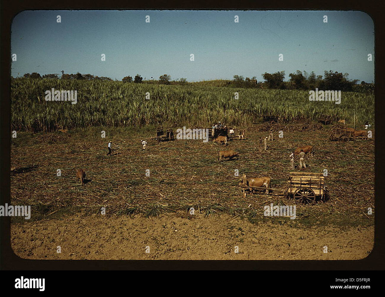 This image shows the process of harvesting sugar cane in Guanica ...