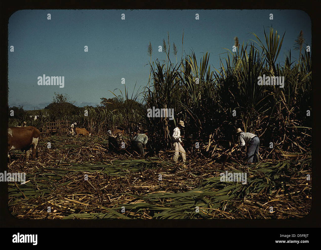 Jack Delano Puerto Rico Rio Piedras Sugar Cane Boricua Dc High ...