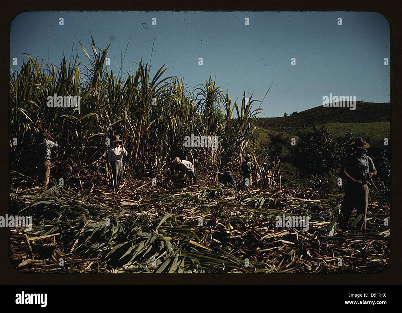 Puerto rico this is part of an fsa cooperative hi-res stock photography ...